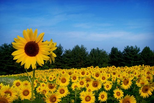 Sunflowers: the reason to love sun -Sunflower-English